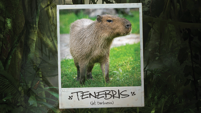 Green Hell - Meet Tenebris, our real-life newly-adopted capybara ...