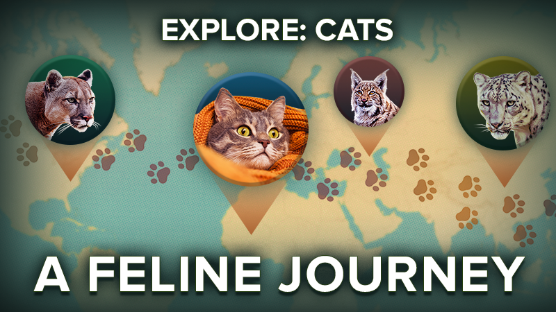 Cell to Singularity - Evolution Never Ends - Travel the World of ...