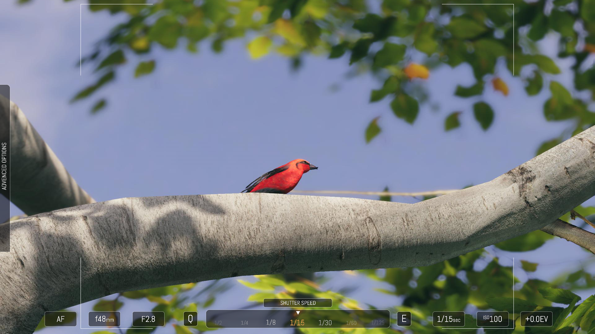 Steam Community :: Birding Simulator