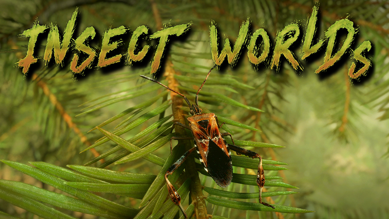 Insect Worlds - Insect Worlds Next Fest Oct. 2022 Livestream 2 - Steam News