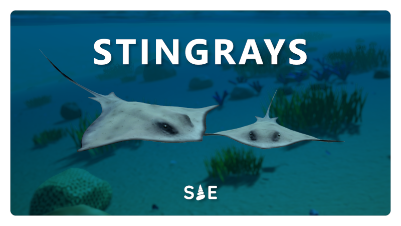 SAE - How do we bring SAE to life for you? Here is how: The Stingray - Steam News