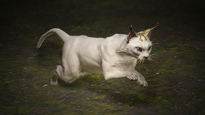 Path of Exile - Streamer Interview - CatmasterOP - Steam News